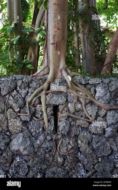 Tree Roots Growing Through Rock Stock Photo Alamy