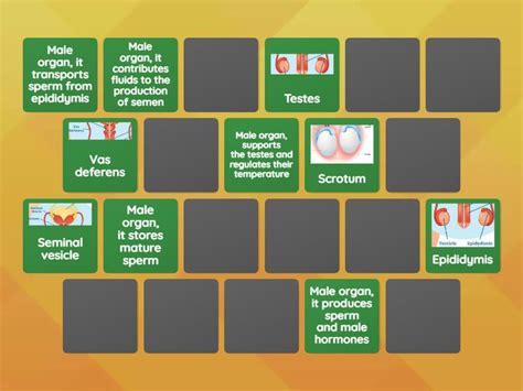 MEMORY GAME Male Female Reproductive System Matching Pairs