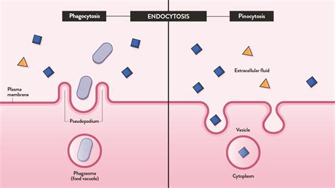 Exocytosis Steps