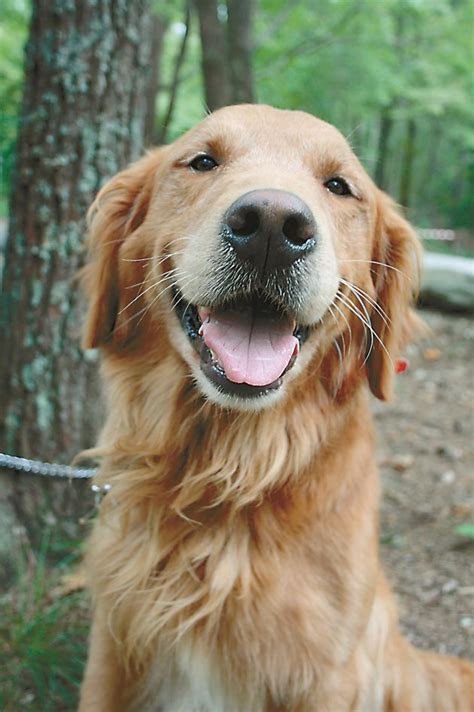 10 най добри семейни кучета Български Фермер