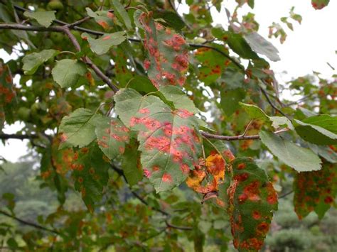 Fruit Trees Home Gardening Apple Cherry Pear Plum Red Spots On Fruit Tree Leaves