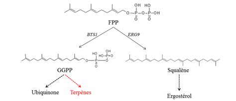Voies De Biosynthèse Pouvant Dériver Du Farnesyl Pyrophosphate Fpp Download Scientific