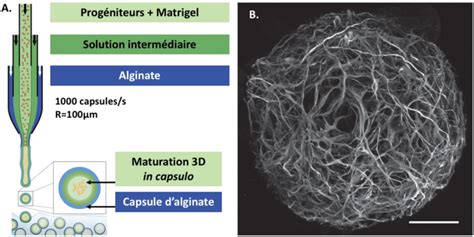 The Cellular Capsule Technology A Schéma Représentant Download