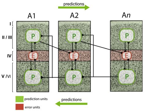 5 simplified representation of cortical organisation of predictive