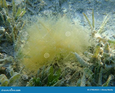 Brown Macroalgae Or Seaweed Sphacelaria Sp And Sea Grass Oceana Serrulata Undersea Red Sea