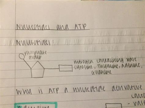 Structure Of DNA And RNA Flashcards Quizlet