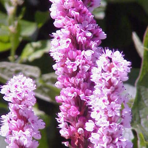 Himalayan Bistort Polygonum Affine Plant Care And How To Grow Water
