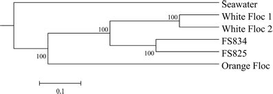 Upgma Clustering Tree Of The Bacterial Community Structure Download Scientific Diagram