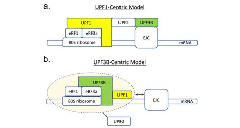 Two Models That Explain Coupling Of Translation Termination And