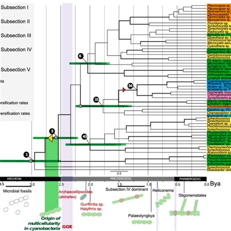 Pdf Evolution Of Multicellularity Coincided With Increased Diversification Of Cyanobacteria
