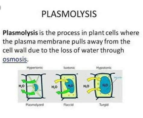 Plasmolysis Definition Types And Examples Biology