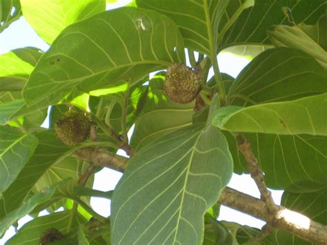 Forum Identification Of Tree With Fruit And Nuts