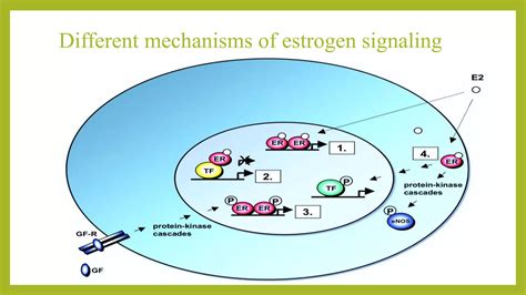 Molecular Mechanism Of Sex Hormone Action PPTX