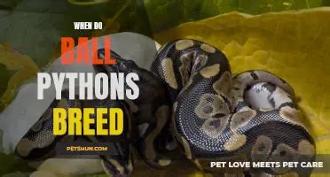 Demystifying The Art Of Sexing Ball Pythons A Guide For Reptile Enthusiasts Petshun