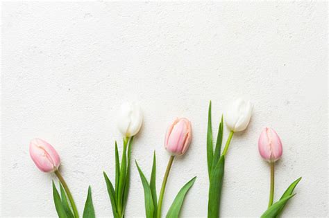 분홍색과 흰색 튤립은 색깔이 있는 휴일 프레임 배경에 있다 3월 8일 생일 어머니의 날을 위한 꽃 봄 배경 복사 공간 평면도 플랫 레이 개념에 대한 스톡 사진 및 기타