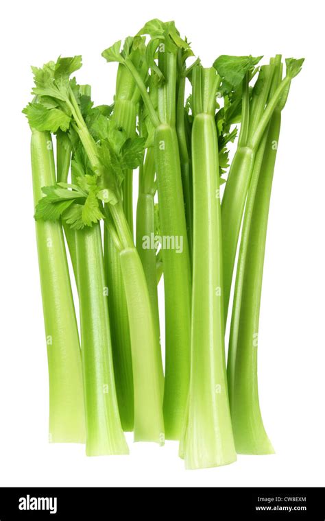 Celery Stalk Cut Out Stock Images And Pictures Alamy Celery Stalk Cut Out Stock Images And Pictures Alamy