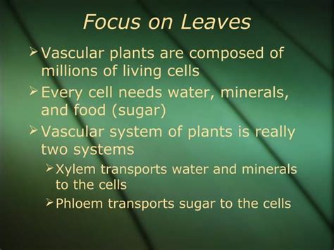 Leaf Classification Combined Ppt