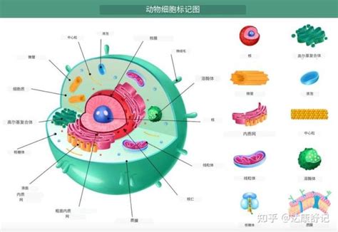 细胞生物学基础之细胞结构 知乎