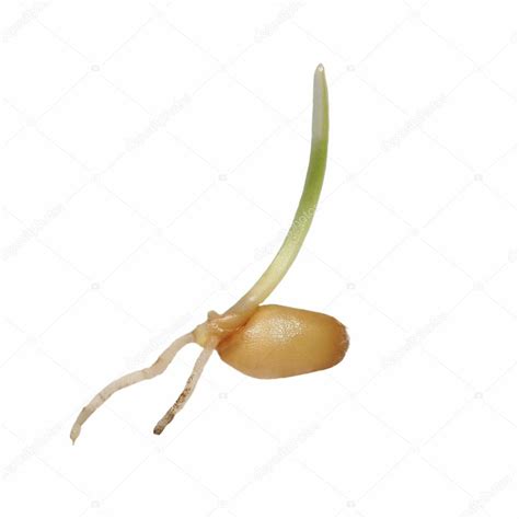 Macro Germination Of Wheat Grain Isolated On White Background Stock