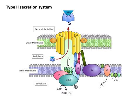 Secretion Systems Of Bacteria Pdf Chemistry Science
