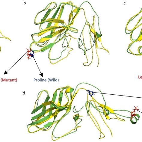A Structure Of Wild Type Ctla4 Protein B Superimposed Wild Type Download Scientific
