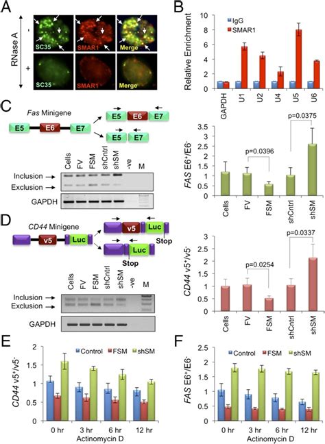Nuclear Matrix Associated Protein SMAR1 Regulates Alternative Splicing Via HDAC6 Mediated