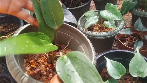 පුංචි පැල හොයන ඔයාට♥️ පැකේජ් 15 පුංචි පැටවු ටිකක් අමතන්න 0764051703 Youtube