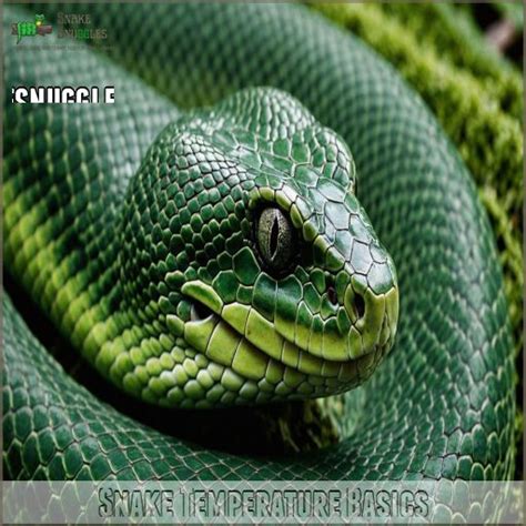 Snake Temperature Requirements Keep Your Pet Thriving In 2024