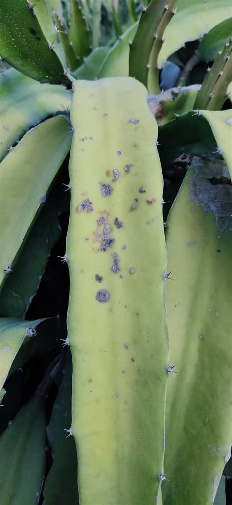 Dragon Fruit Disease Object Detection Dataset By Elsa Julia