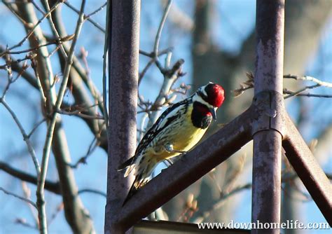 Yellow Bellied Sap Sucker Downhome Magazine