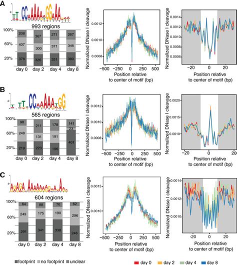 Dnase I Footprints Created By Tf Binding At Different Time Points Of