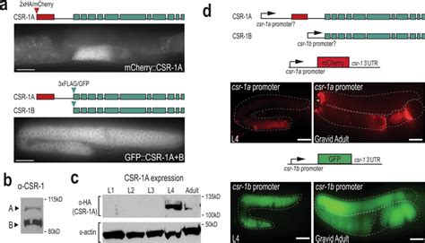 Csr 1 Isoforms Have Distinct Spatial And Temporal Expression Patterns A Download Scientific