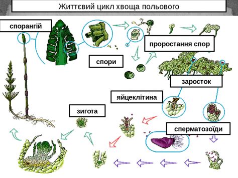 Вищі спорові рослини Тест з біології «На Урок