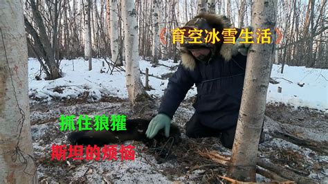 育空冰雪生活13：抓住为祸四方的狼獾，出现新的村民 Youtube