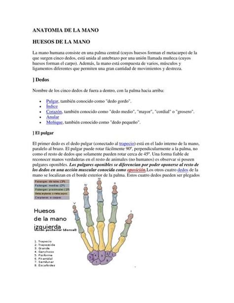Anatomia De La Mano Yudocorg Udocz