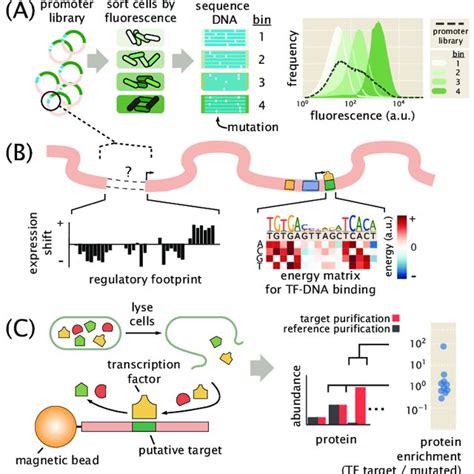 B Mutations That Enhance Binding Are Identified In Blue 89
