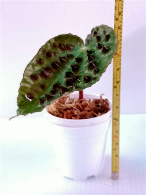 Mini Begonia Forex Furniture And Home Living Gardening Plants And Seeds On Carousell