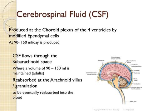 Cerebrospinal Fluid Csf Analysis Cerebrospinal Fluid Spinal Fluid My