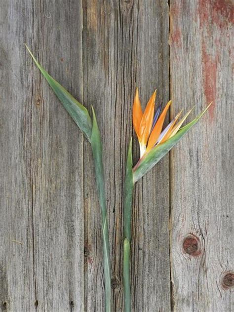 Wholesale Assorted Birds Of Paradise Delivered Online Flowerfarm