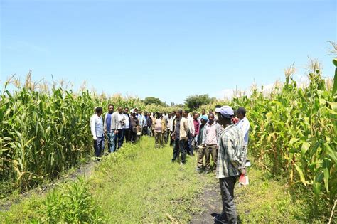 Scaling Optimized Fertilizer Use For Sustainable Maize Farming