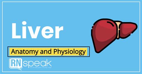 Liver Anatomy And Physiology
