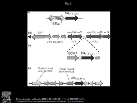 The Spread Of Ctx M Type Extended Spectrum β Lactamases Ppt Download