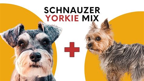 Schnauzer Yorkie Mix 10 Schnauzer Mixes Full Of Character And Zest