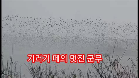 기러기 떼의 멋진 군무 기러기떼 군무 동림저수지 雁 群舞 Wild Goose Youtube
