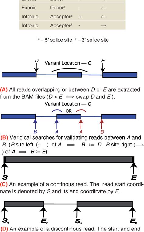 Figure 1 From Validation Of Predicted Mrna Splicing Mutations Using