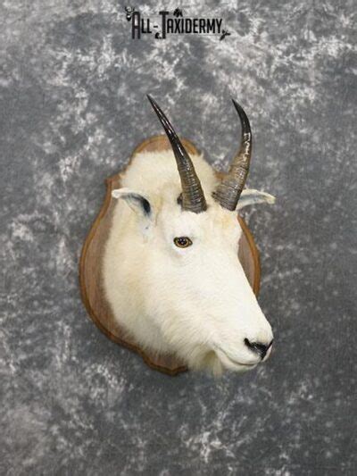 Goat Taxidermy Mounts All Taxidermy