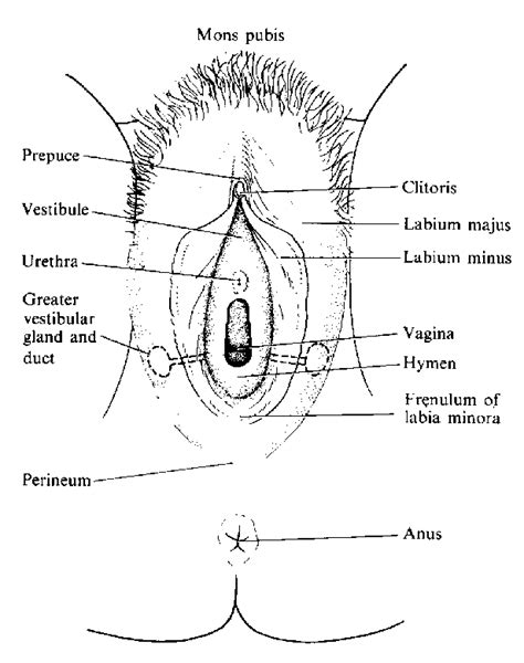 B W Reproductive System