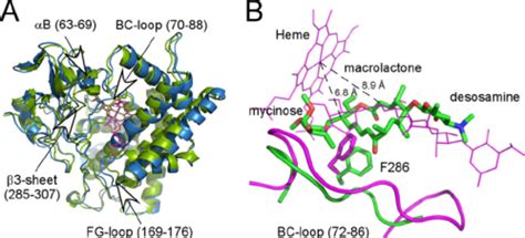 X Ray Structure Compared With The Relaxation Derived NMR Model A Download Scientific Diagram
