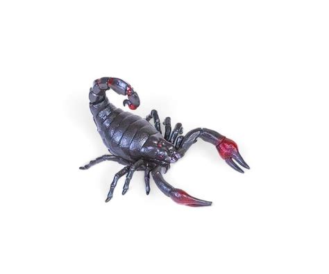 Premium Photo A Black Scorpion With A Red Head And Black Body