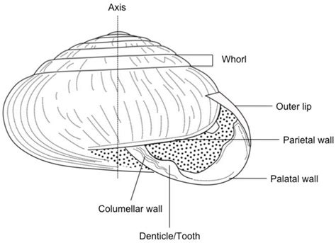 Shell Characters Terrestrial Mollusk Tool